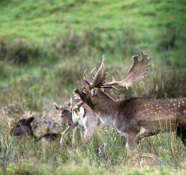 Das Damwild-ABC - Parey Jagdausbildung