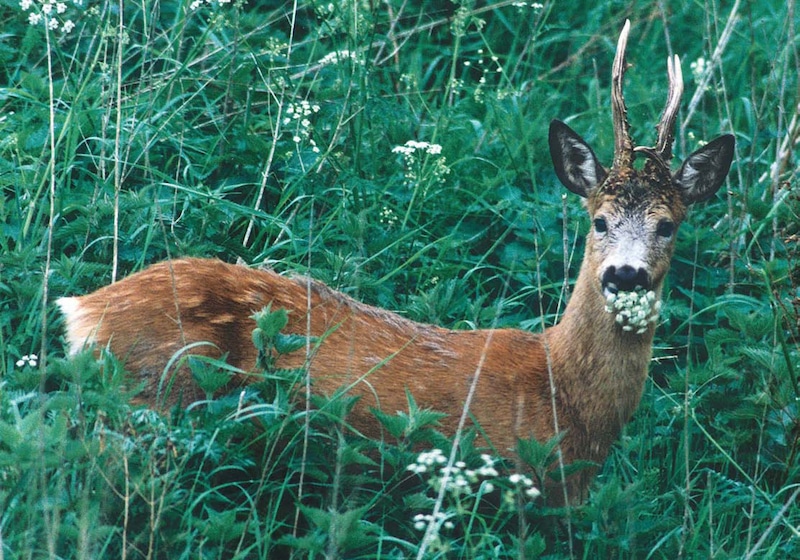 Wiedererkennen von Böcken - Parey Jagdausbildung