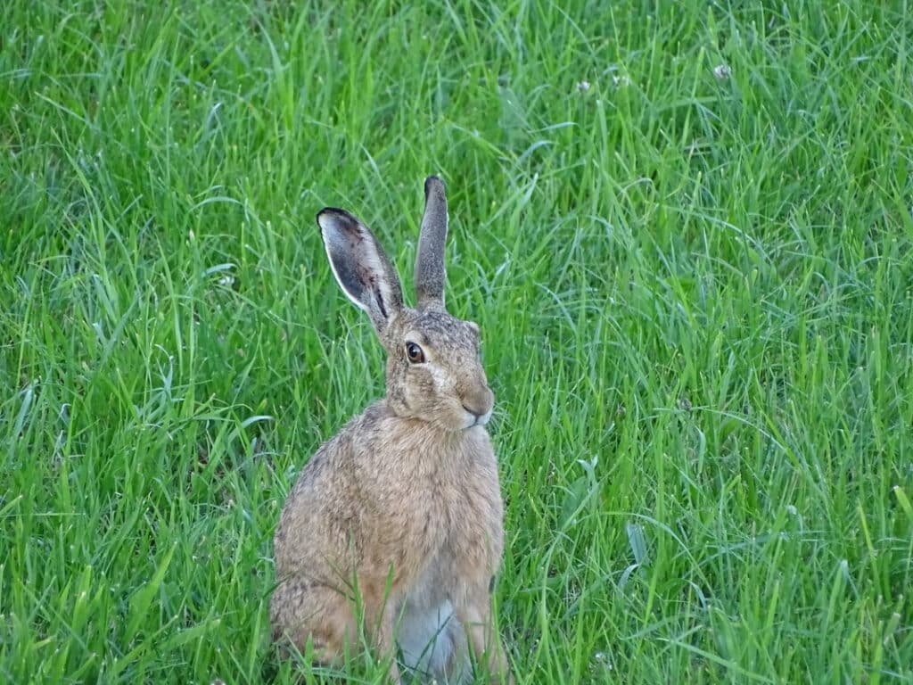Steckbrief Hasen, Kaninchen - Parey Jagdausbildung