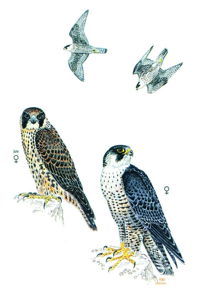 Greife 16 Arten im Überblick - Parey Jagdausbildung