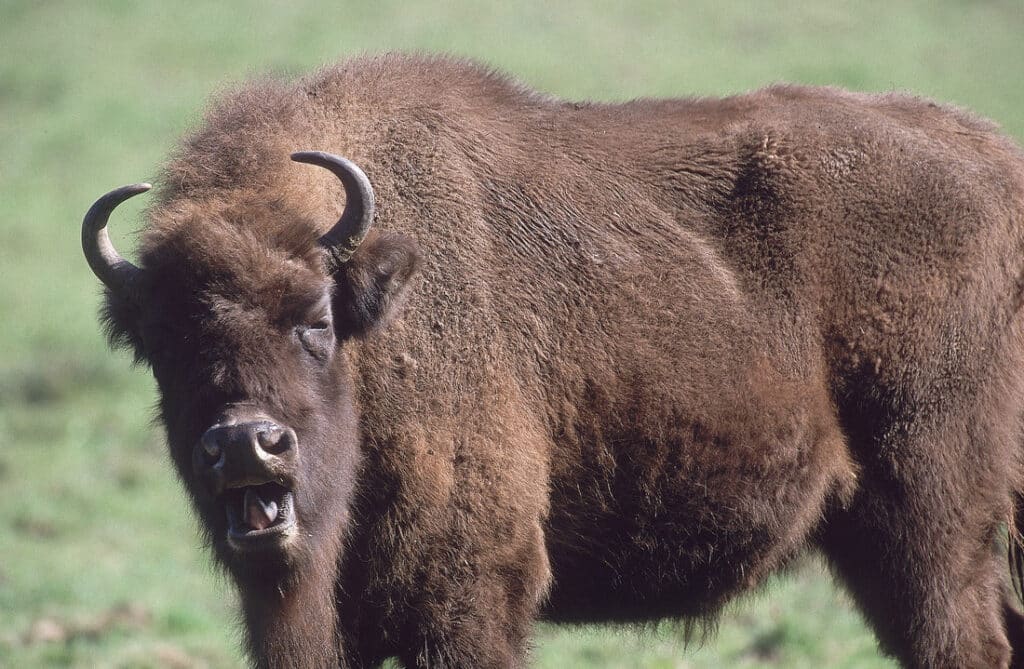 Steckbrief Elch, Rentier und Wisent - Parey Jagdausbildung