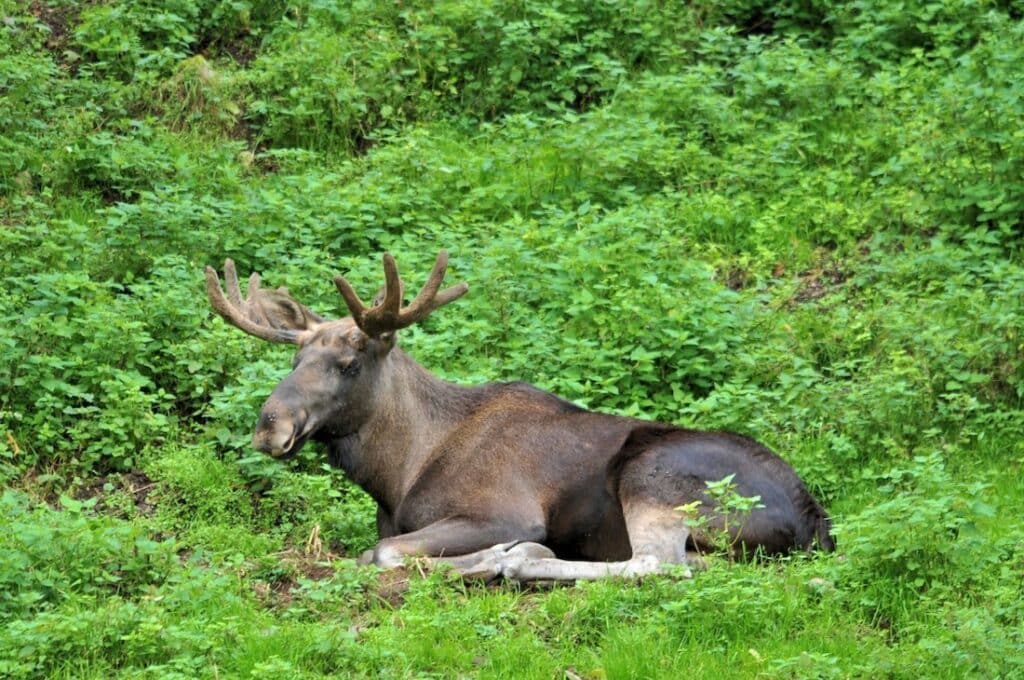 Steckbrief Elch, Rentier und Wisent - Parey Jagdausbildung