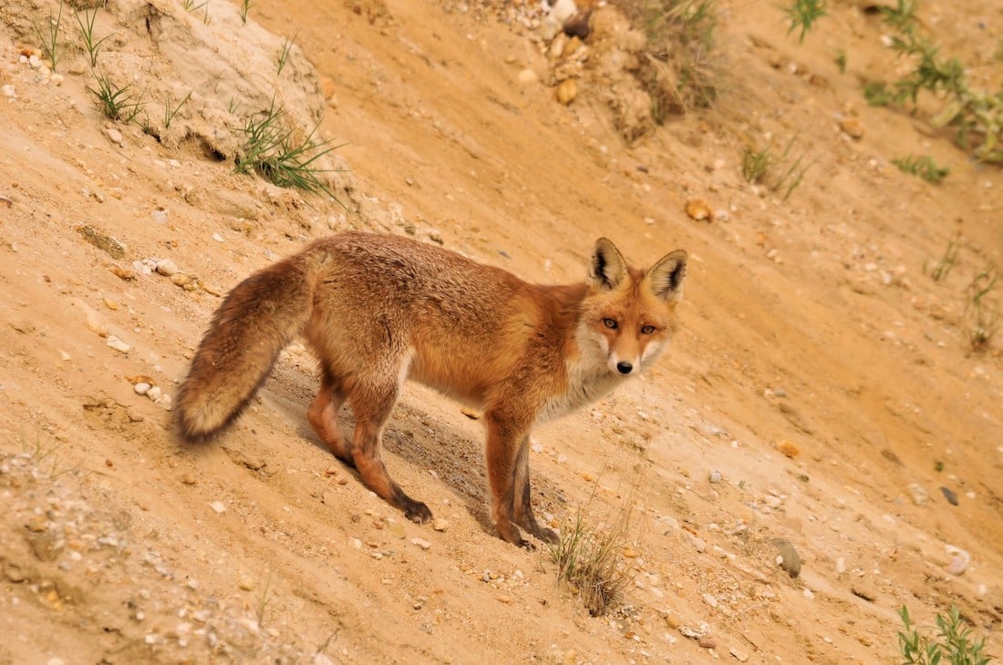 Steckbrief Fuchs - Parey Jagdausbildung