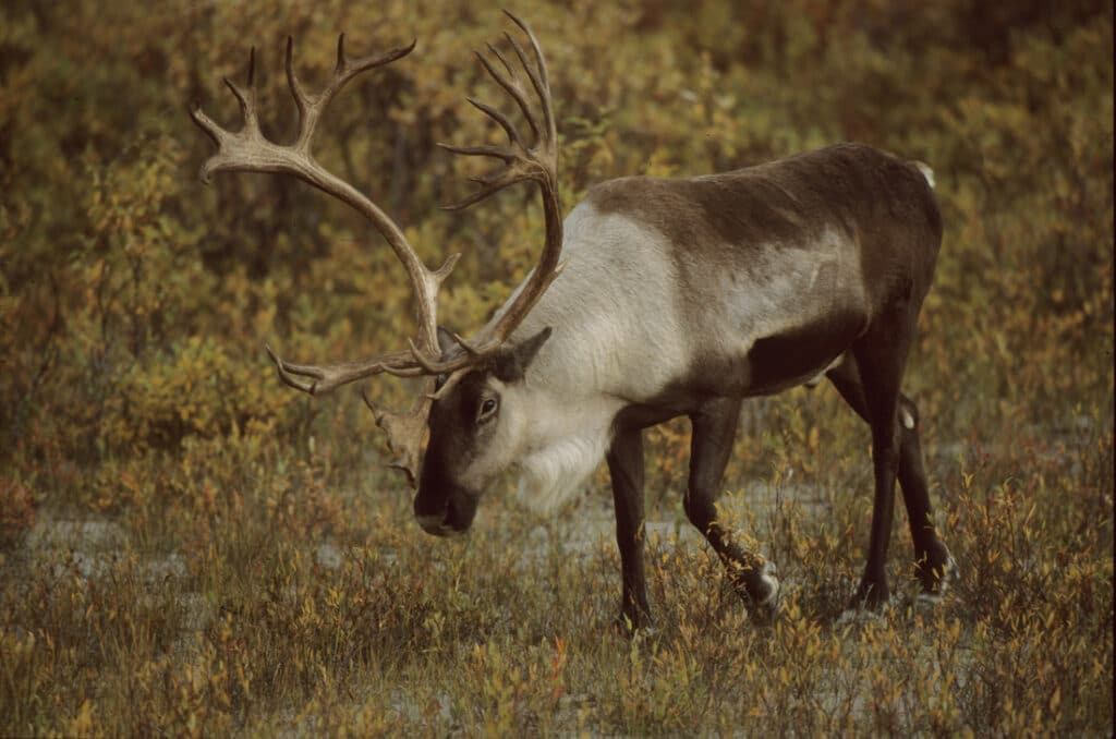 Steckbrief Elch, Rentier und Wisent - Parey Jagdausbildung