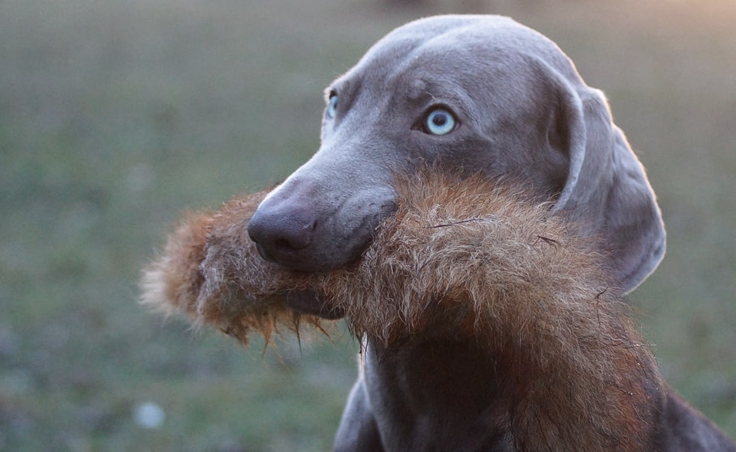Mein erster eigener Jagdhund - Parey Jagdausbildung